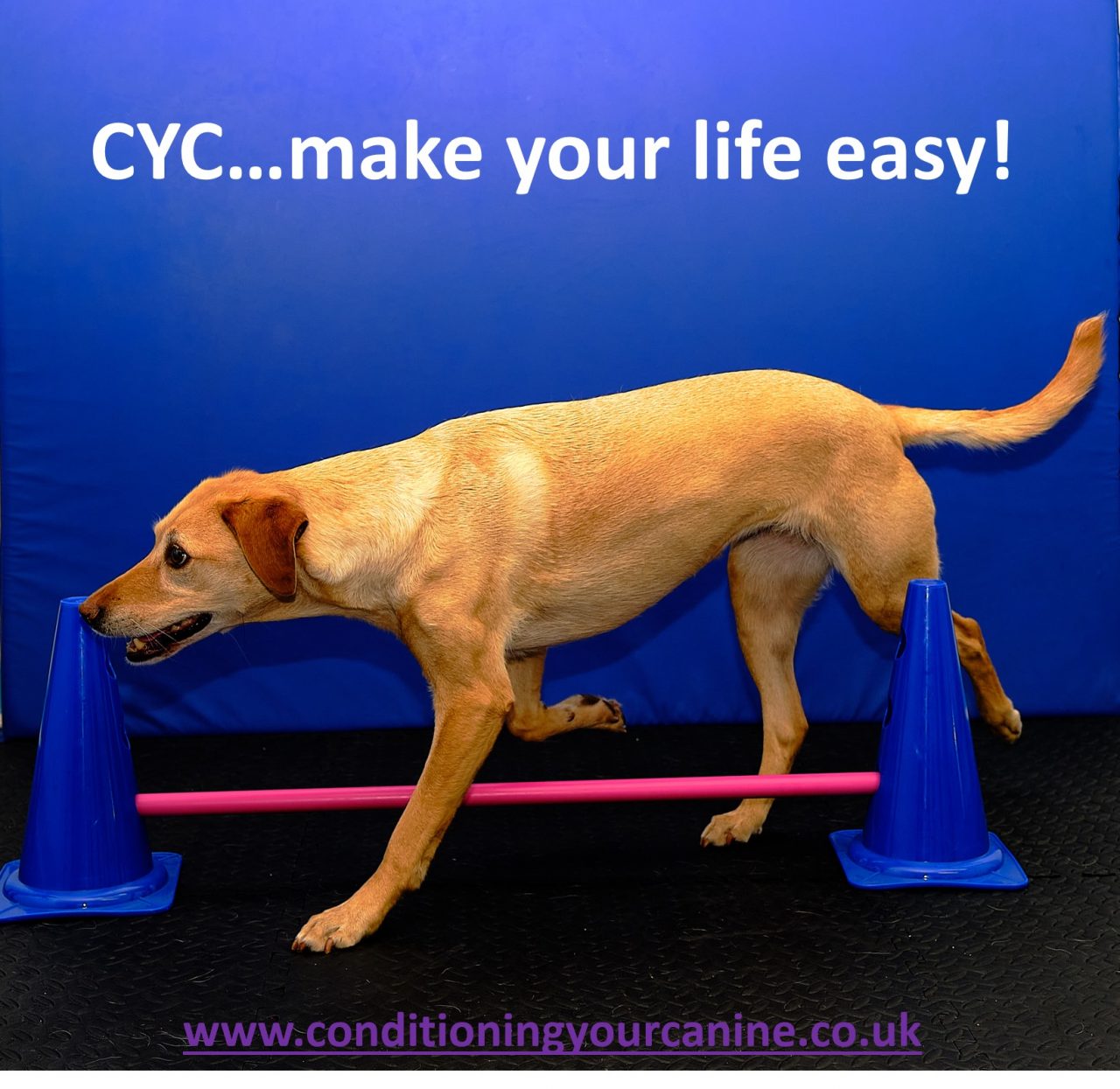 Spotlight on…The Exercise Map | Conditioning Your Canine